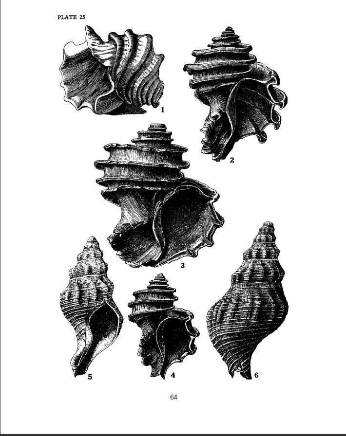 Fossils and Other Living Things: Fragility of the Ecphora