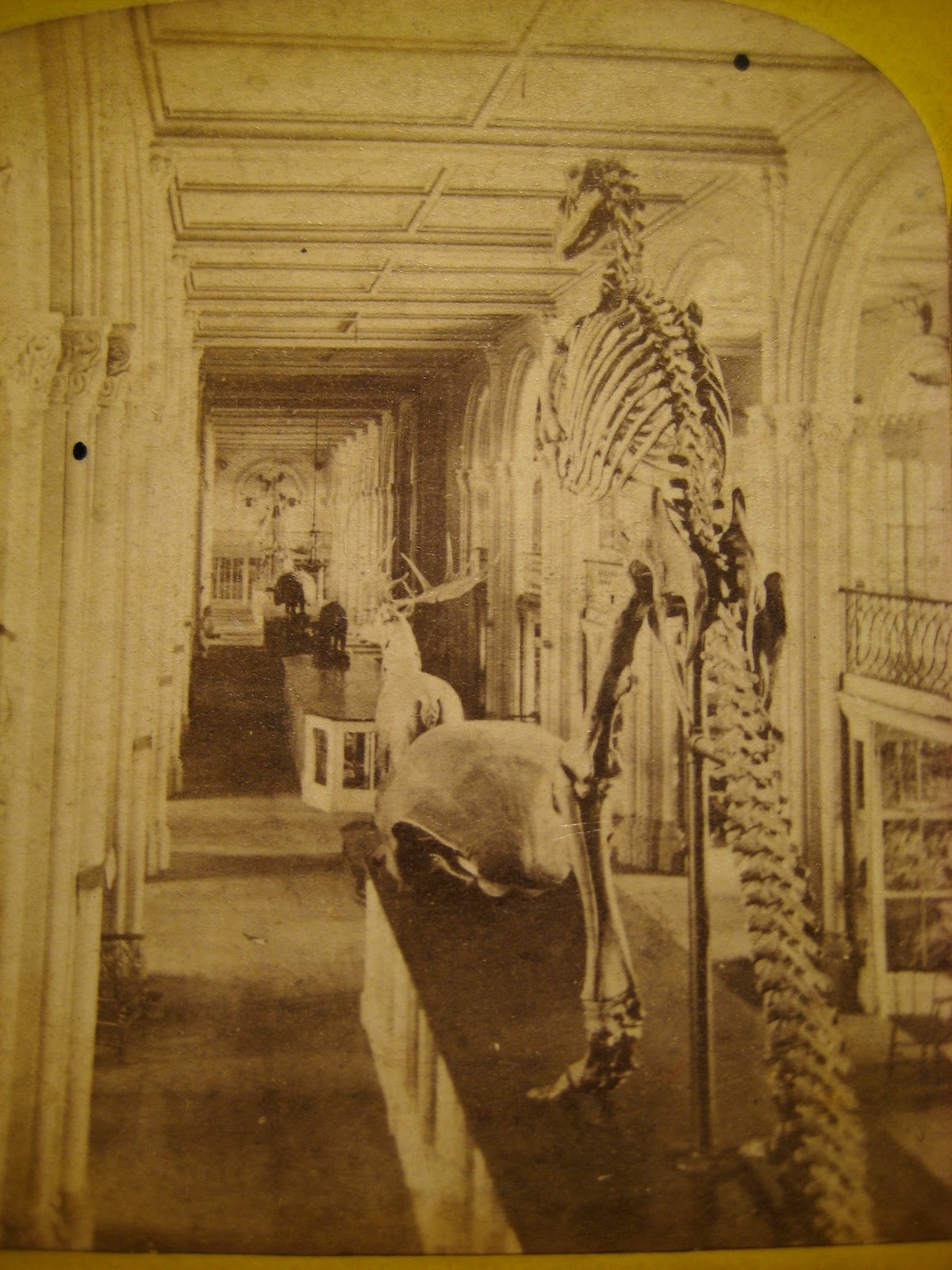 Hadrosaurus, the first ever mounted dinosaur skeleton, on display at ...