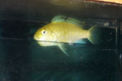 My Fish Tank Adventures: Mouth Breeding Fish