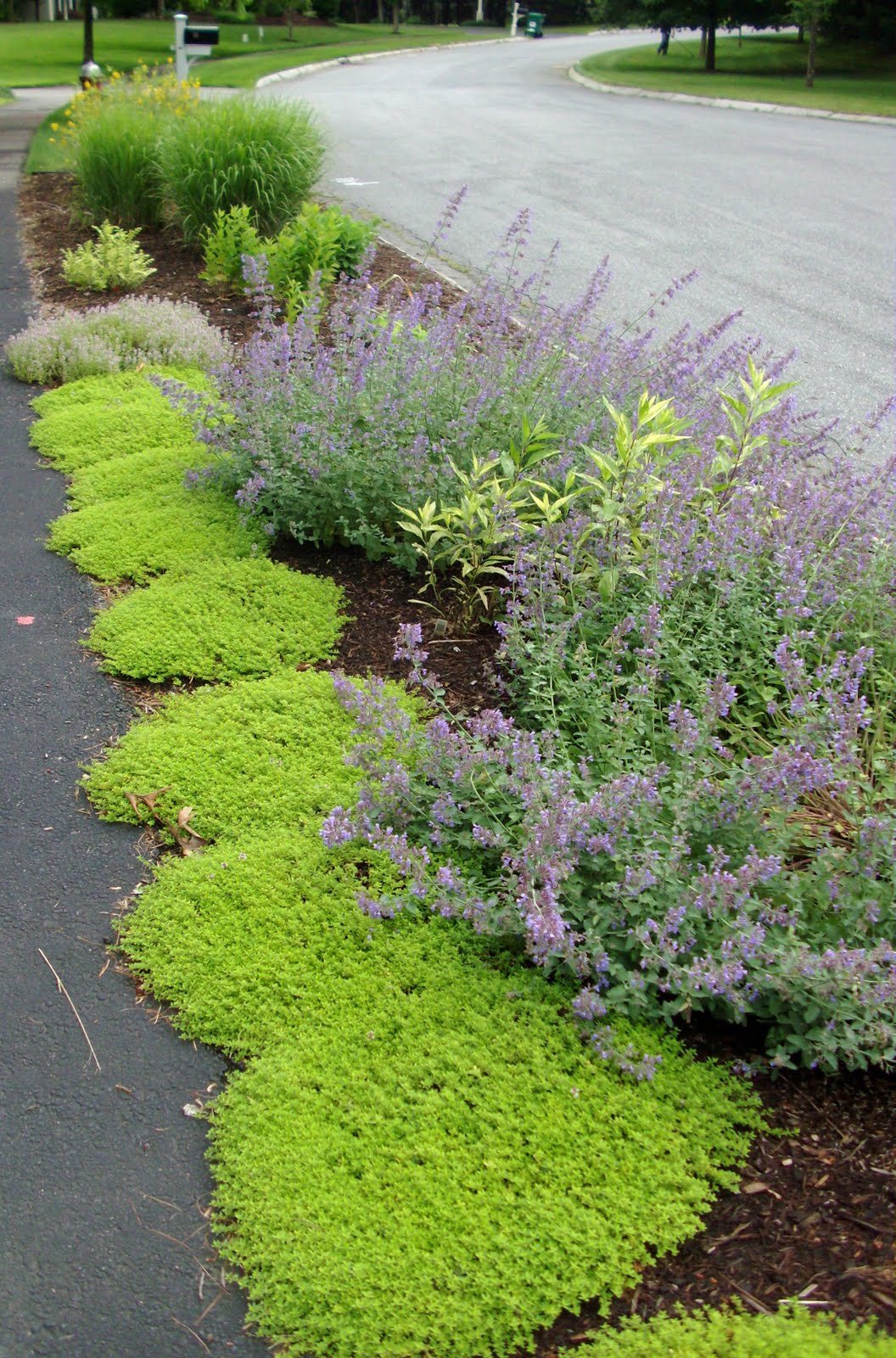 The Principal Undergardener: The Xeric Garden Hits its Stride