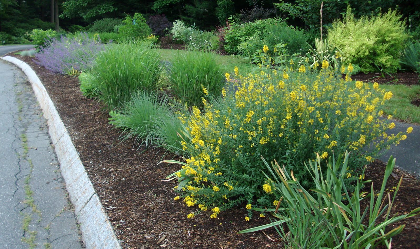 The Principal Undergardener: The Xeric Garden Hits its Stride