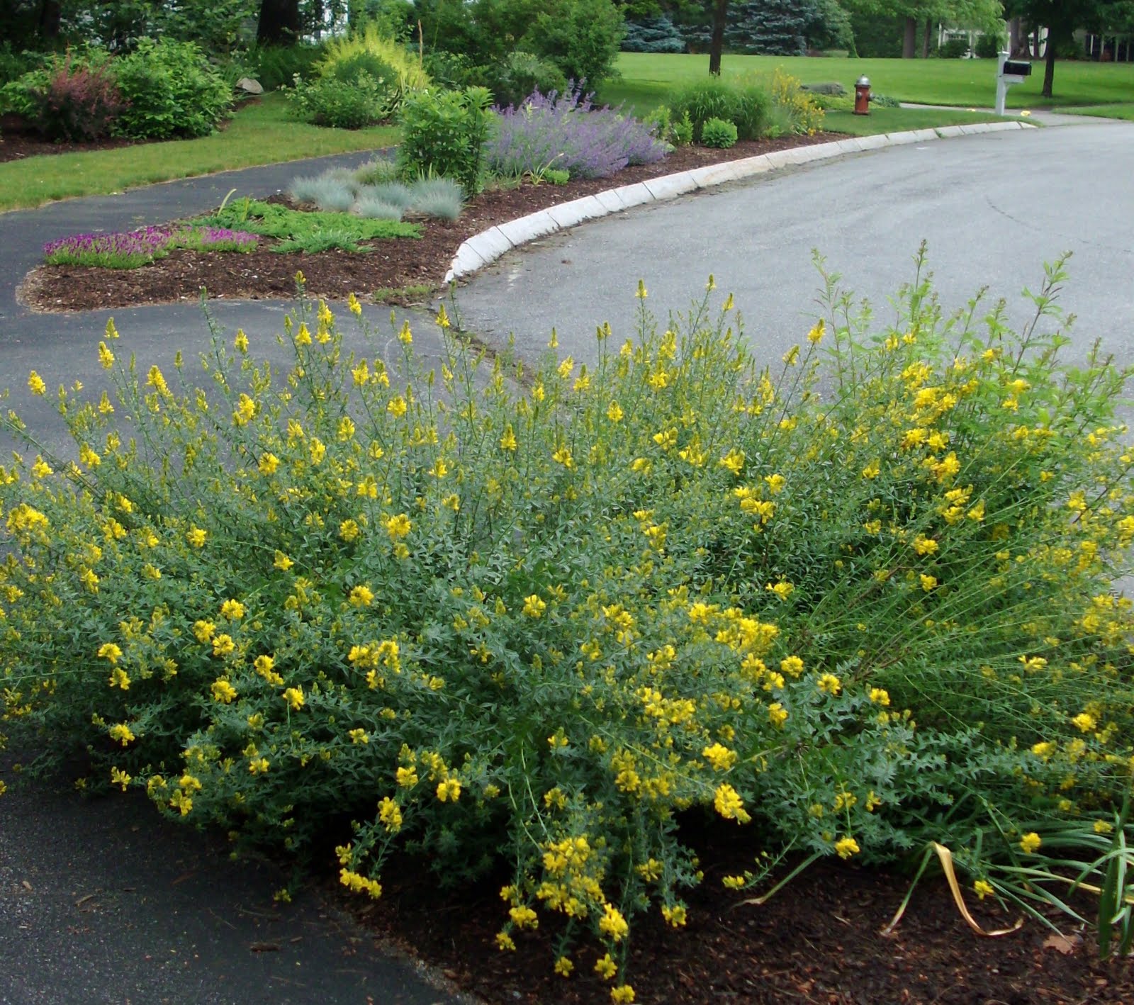 The Principal Undergardener: The Xeric Garden Hits its Stride