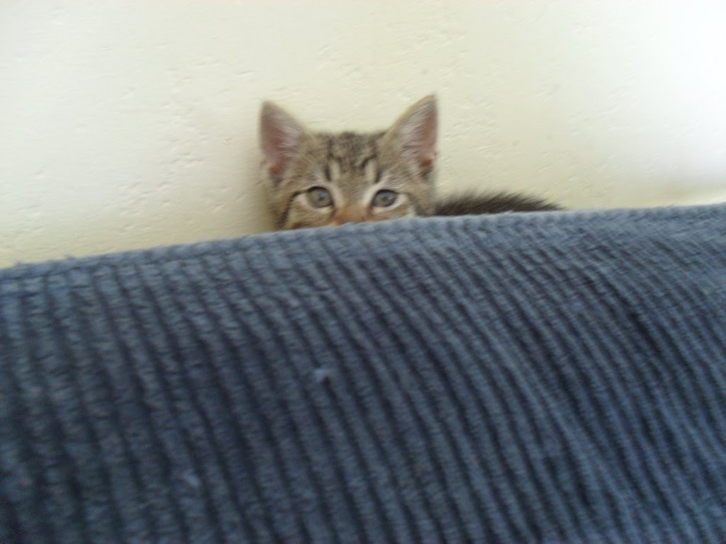 KittyCam: Adventures of Baron and Ruby: Ruby's Secret Base