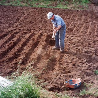 Agricultura Familiar Tradicional: Semear as batatas em Chão Sobral