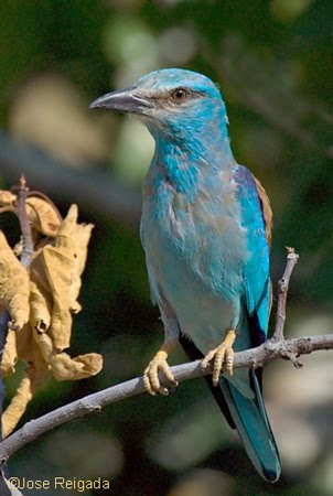 Animales de Mario: CARRACA EUROPEA