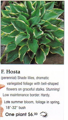 Mission for Annalee: Dutch Mill Bulbs