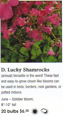 Mission for Annalee: Dutch Mill Bulbs