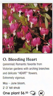 Mission for Annalee: Dutch Mill Bulbs