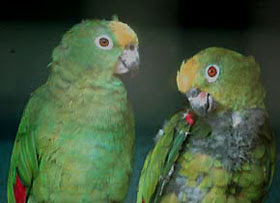 Yellow Crowned Amazons