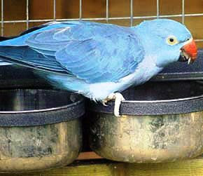 Blue Indian Ring-neck Parrot