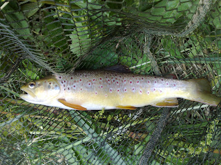 The Fishing Diaries: First Yarrow Brown Trout and a River Ribble session