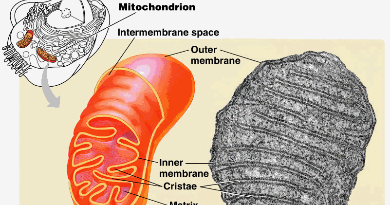 Journey Into The Cell: Mitochondria ~ the world of biology