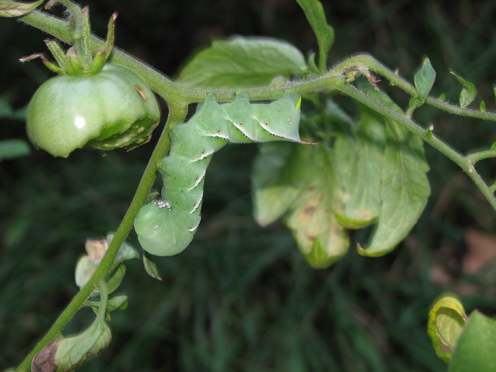 Tomato Worm Damage