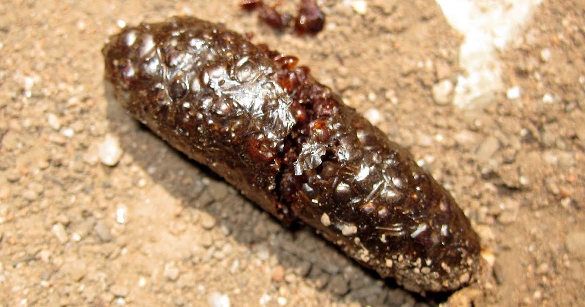 Chicken Scratch: Lizard poop and other thoughts.