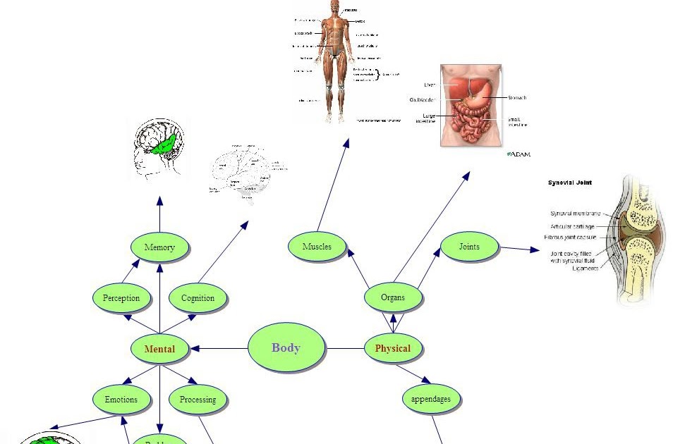 Tissue Types In The Body Concept Map - United States Map