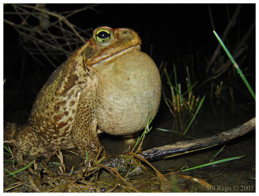 Re-tecendo a Vida: Sapos Exóticos