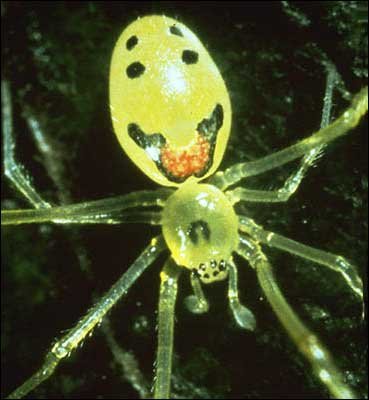Ugly Overload: Happy-Face Spider Says High