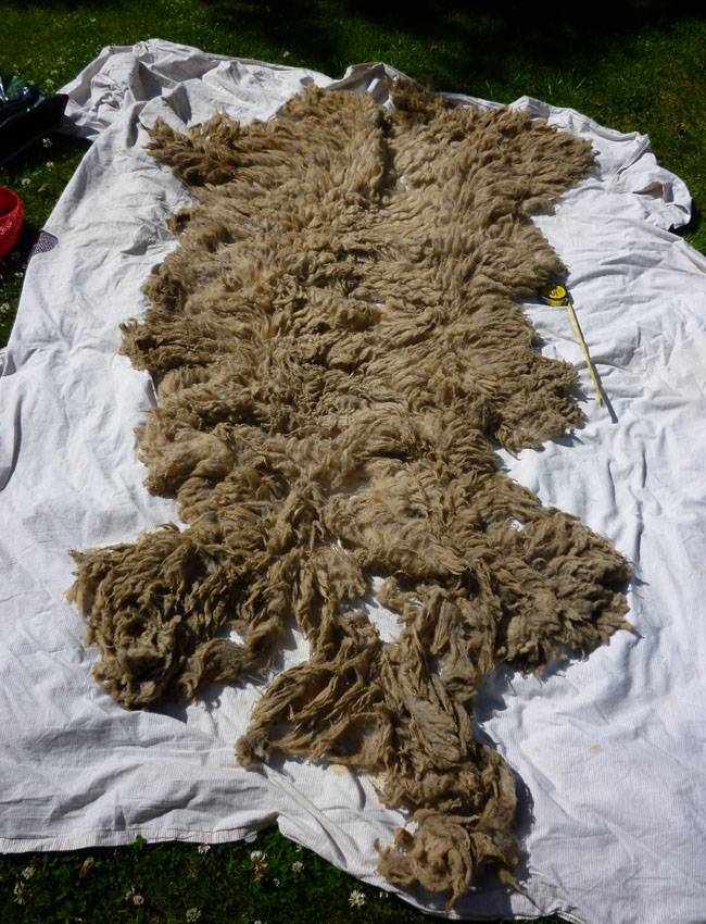 Carpe diem!: Exploring a Fleece: Grading and Sorting