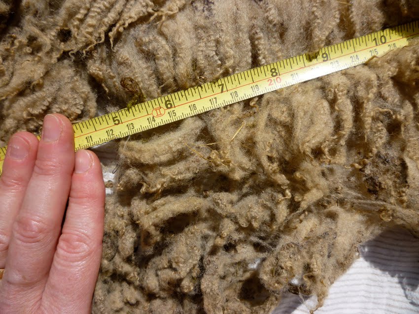 Carpe diem!: Exploring a Fleece: Grading and Sorting
