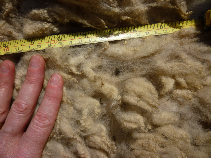 Carpe diem!: Exploring a Fleece: Grading and Sorting