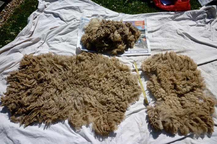 Carpe diem!: Exploring a Fleece: Grading and Sorting