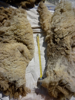 Carpe diem!: Exploring a Fleece: Grading and Sorting