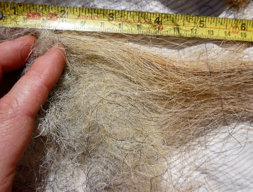 Carpe diem!: Exploring a Fleece: Grading and Sorting