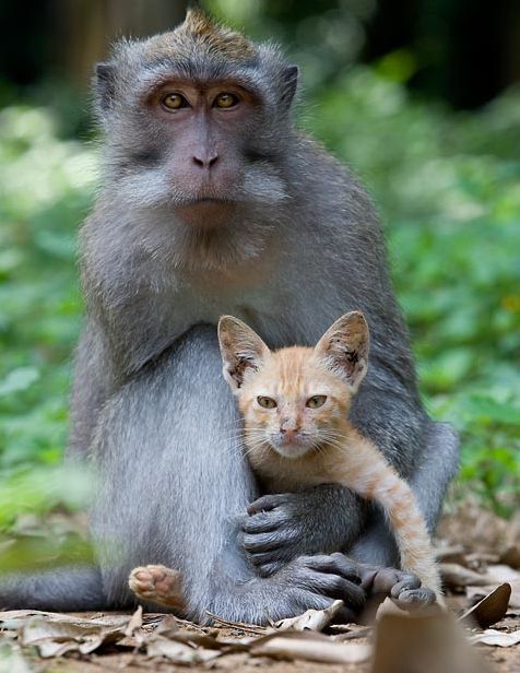 Funny Pictures: Cat and monkey