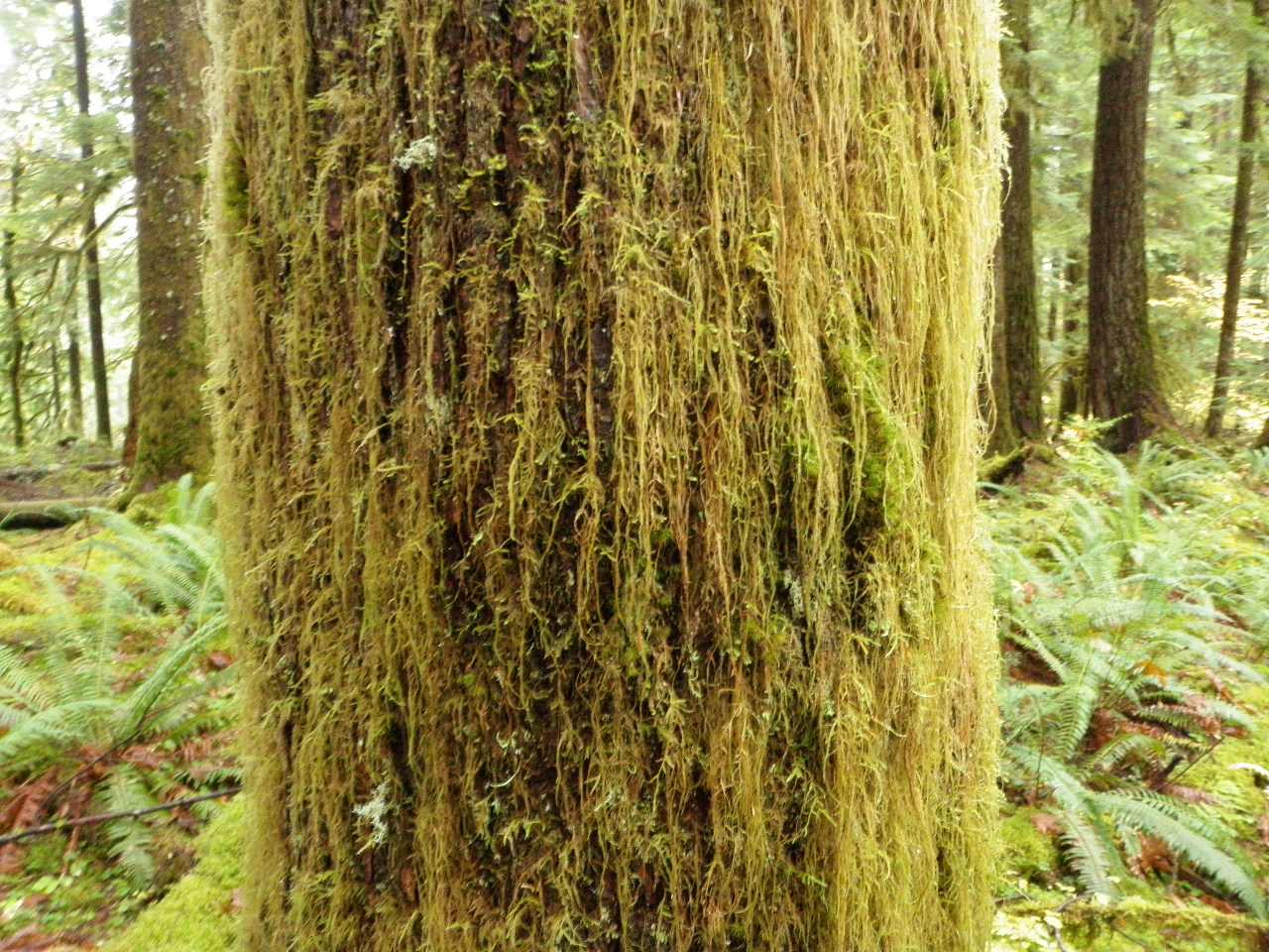 Song of the Whippoorwill: Seattle Part 4: Excursion to Olympic National ...