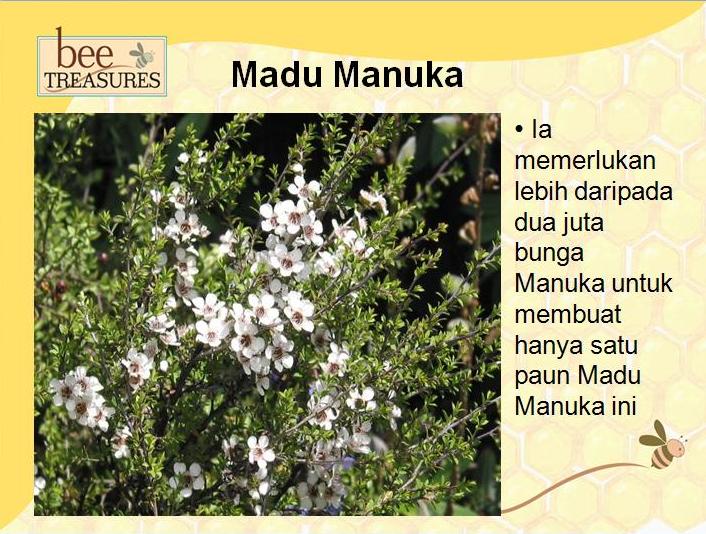 MADU MANUKA ASLI 100%