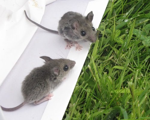 Volunteers for Wildlife: The Release of a litter of White-footed Mice