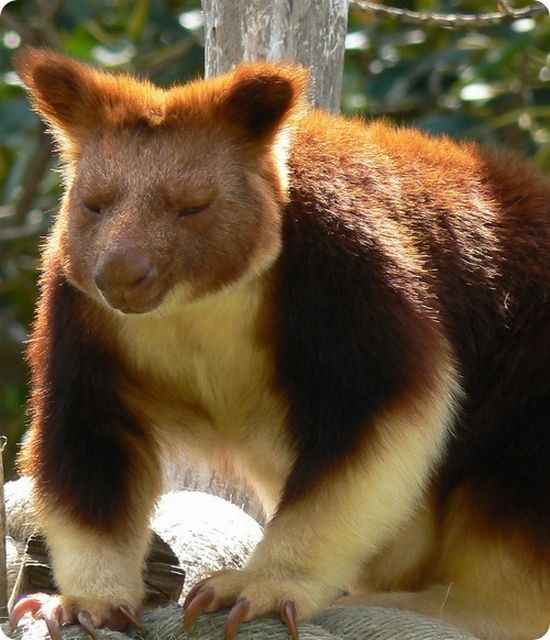 The Rarest Animals On Planet