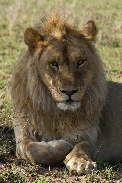 The Amani Project, Boma Ng'ombe Tanzania: The Search for Simba