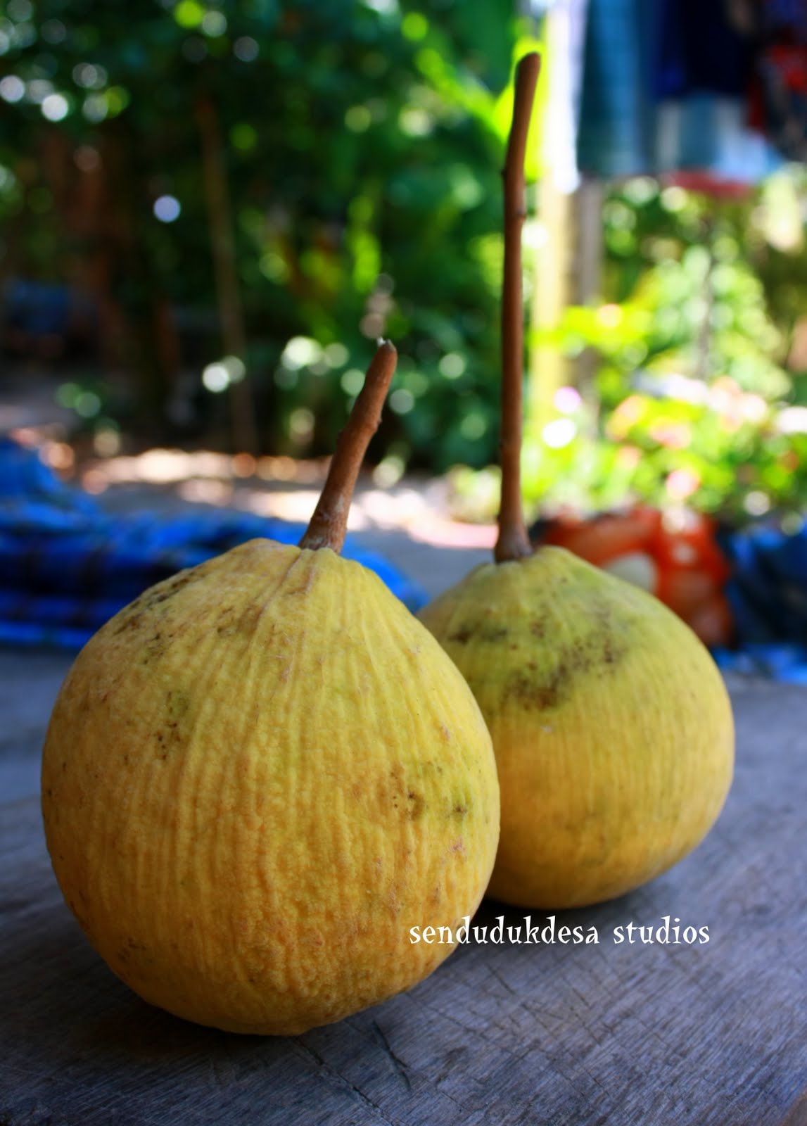 sendudukdesa journal: Musim Buah - Buah Setoi