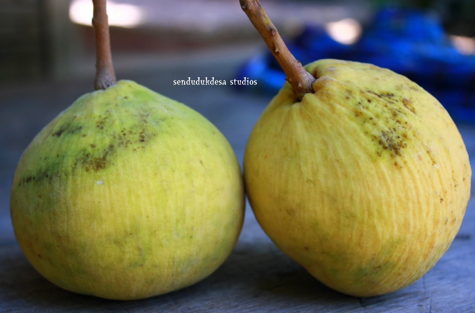 sendudukdesa journal: Musim Buah - Buah Setoi