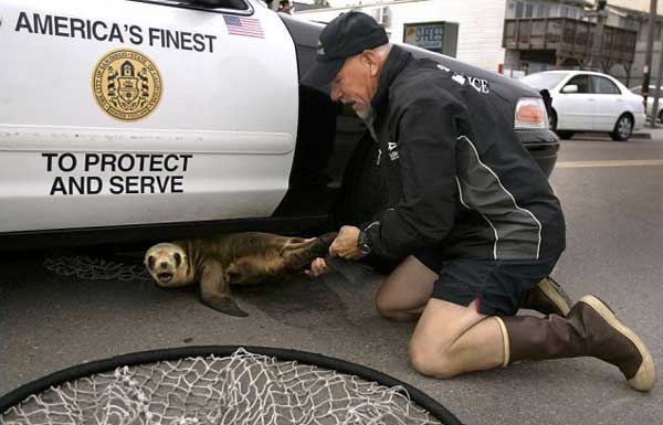 Nothing To Do With Arbroath: Sea lion hides under police car