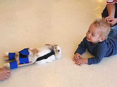 Nothing To Do With Arbroath: Paralyzed rabbit eases therapy for ...