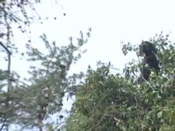 Nothing To Do With Arbroath: Dog rescued from tree