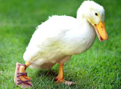 Nothing To Do With Arbroath: Limping duck gets shoe support from cobbler