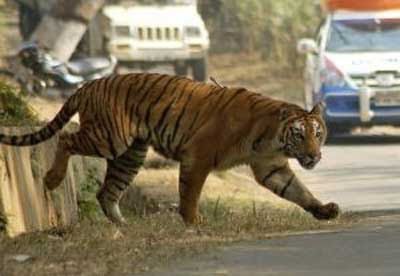 Nothing To Do With Arbroath: Pet tiger escapes in South Africa on trip ...