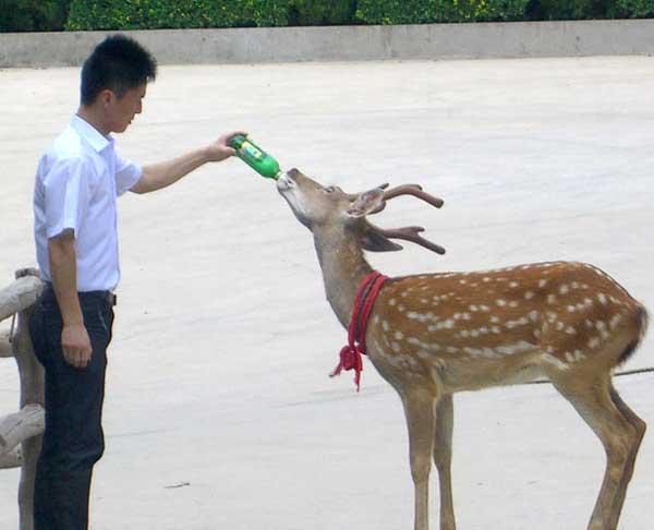 Nothing To Do With Arbroath: The deer who likes a beer