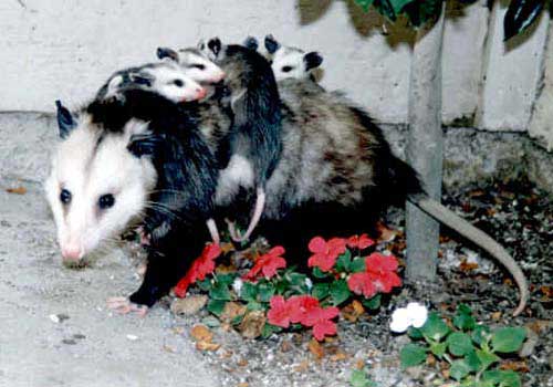 Nothing To Do With Arbroath: Rat-eating opossums run amok in New York