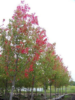 A Garden Journal: Maples in the Big Field