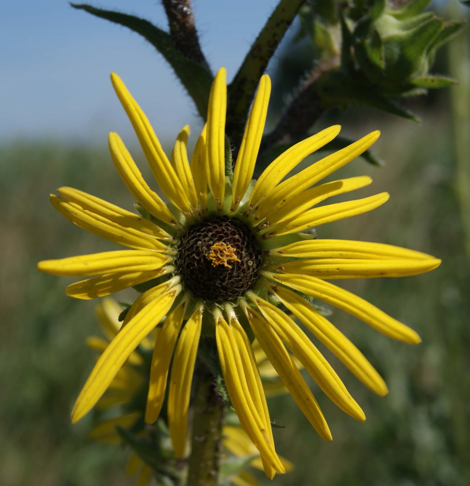 A Garden Journal: A slower pace