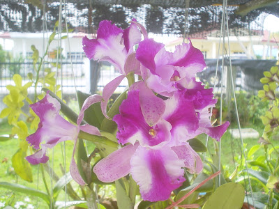 Native Myanmar Flowers Lovers: 2007