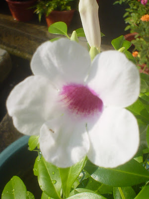 Native Myanmar Flowers Lovers: 2007