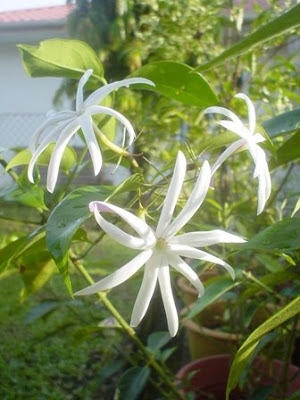 Native Myanmar Flowers Lovers: April 2009