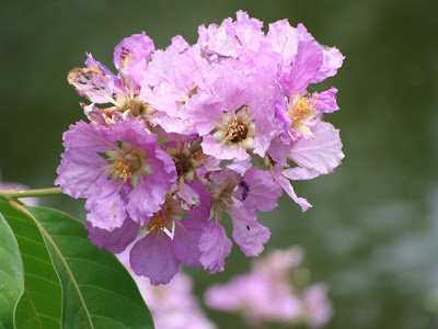 Native Myanmar Flowers Lovers: May 2009
