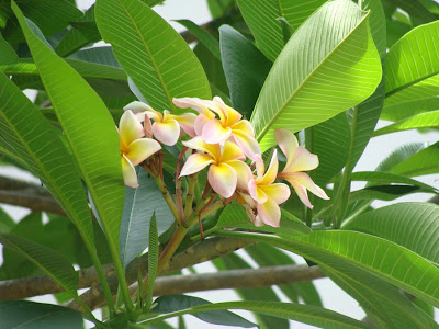 Native Myanmar Flowers Lovers: May 2009