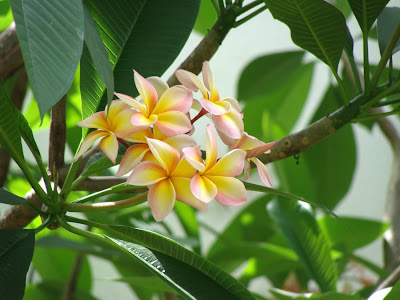 Native Myanmar Flowers Lovers: May 2009